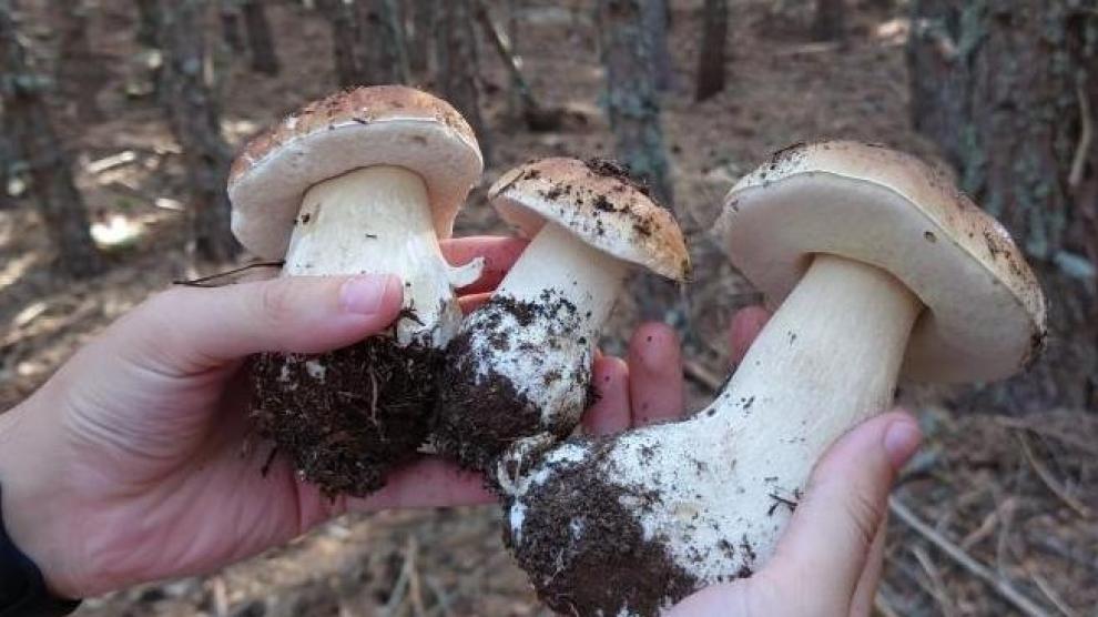 Las setas, un recurso con gran potencial de desarrollo