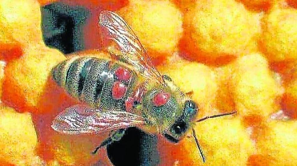 La “varroa”, un peligroso parásito que amenaza a las abejas