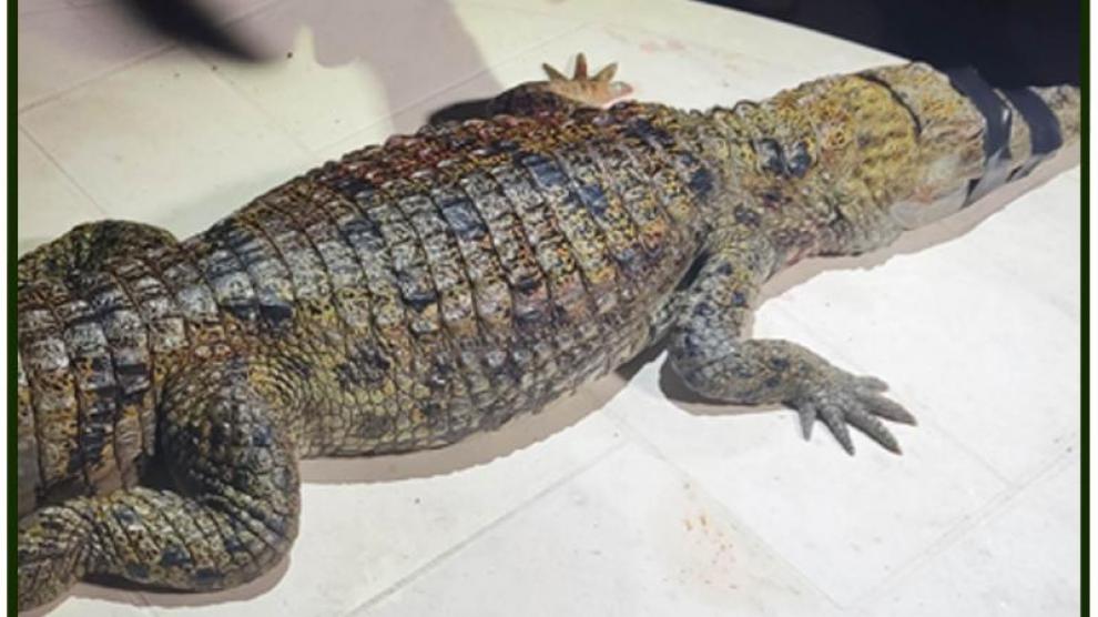 Encuentran un caimán de 95 centímetros en una balsa en Toledo