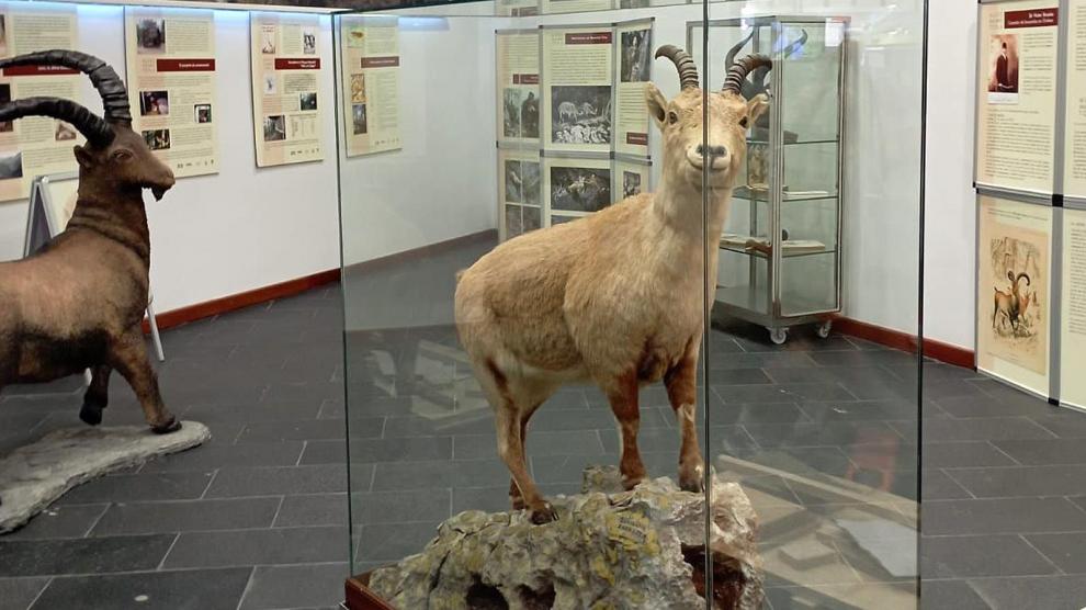 La última bucarda del Pirineo, Laña, vuelve a Ordesa