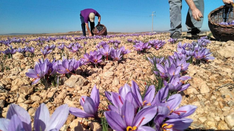 Azafrán: claves para conocerlo y valorarlo más