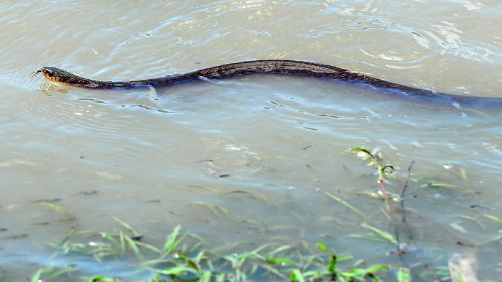 Tras las inundaciones, las serpientes