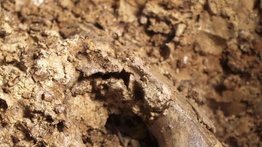 Los mamíferos de la época de los dinosaurios tenían comportamiento social