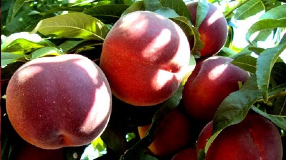 Éxito de asistencia en el Festival de la Fruta Dulce | Noticias de ...