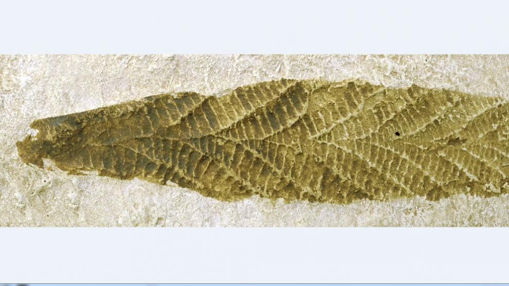 Museo de Ciencias Naturales de la Universidad de Zaragoza La historia ...