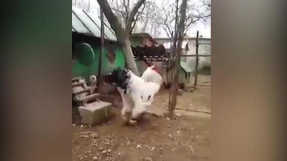 El 'pollosaurus rex', ¿pollo o dinosaurio?