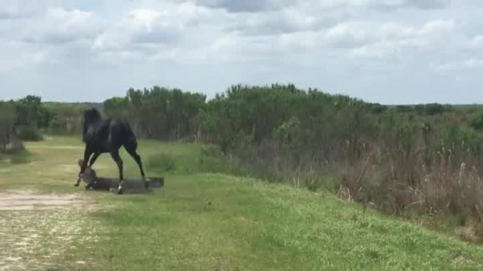 Sorprendentes imágenes de un caballo atacando a un cocodrilo