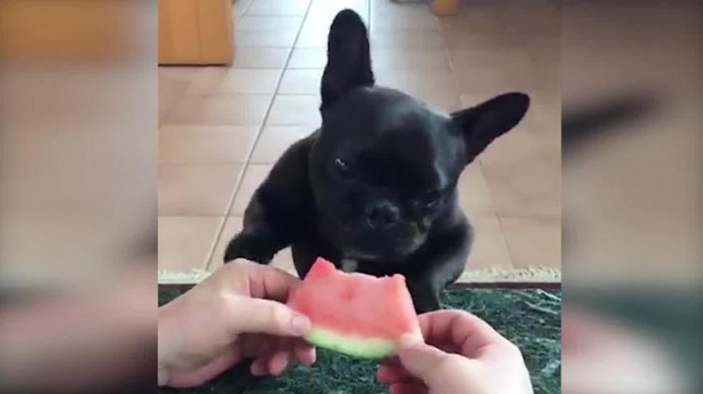 Este perro adora la sandía