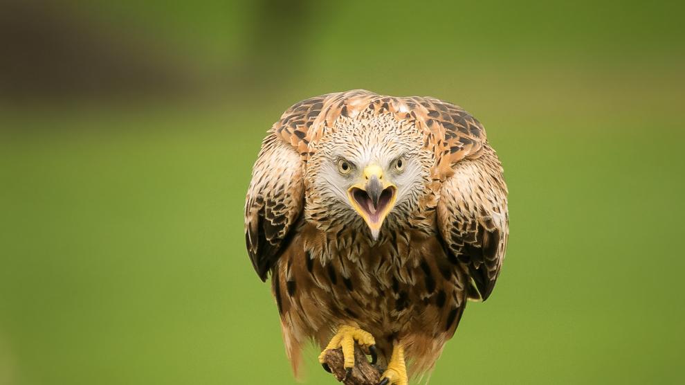 Los animales más 'guapos' de Aragón, en la DPZ