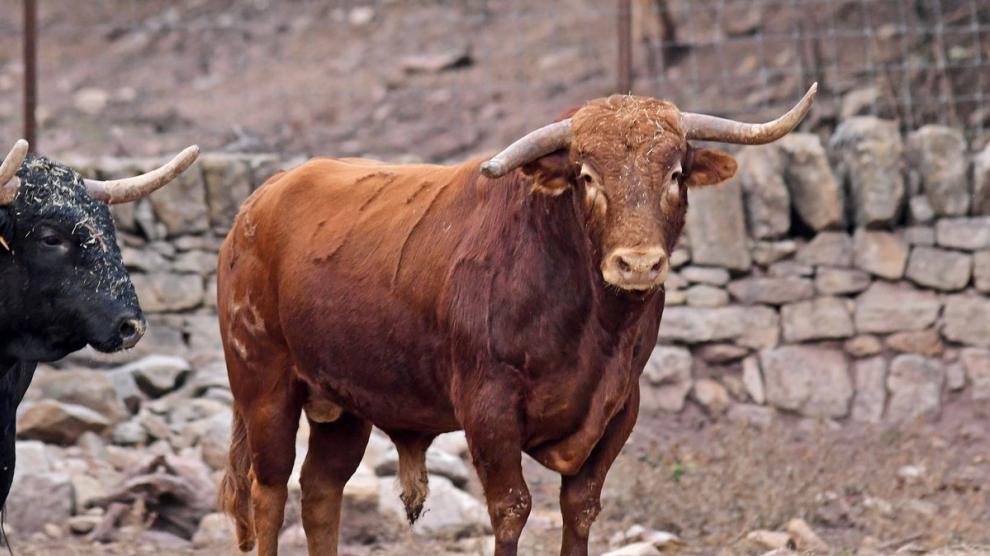 Los toros embolados regresan a las calles de Aragón