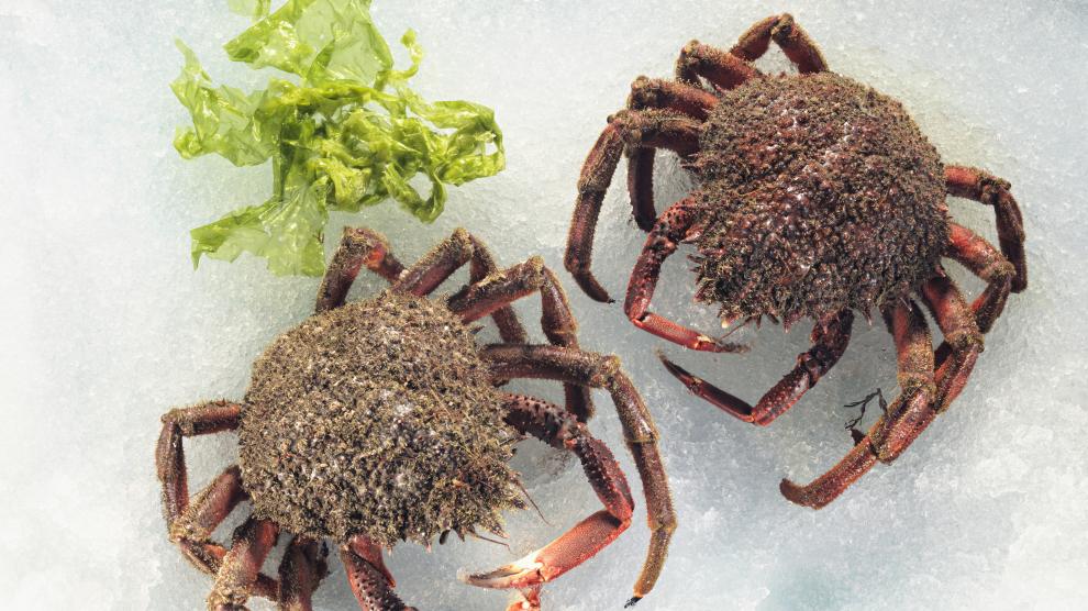 Centollo, un bocado con mucho sabor marino