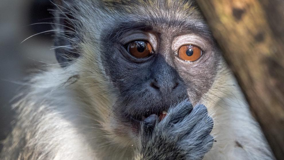 El clan de monos que reina sobre un aparcamiento en Florida