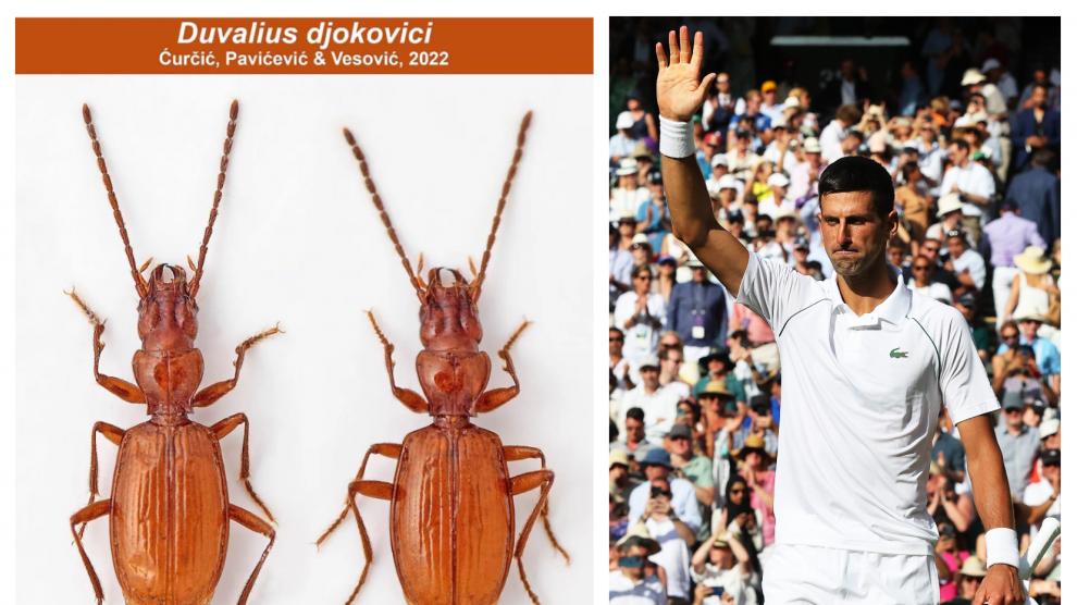 Nombran una nueva especie de insecto en honor al tenista Novak Djokovic