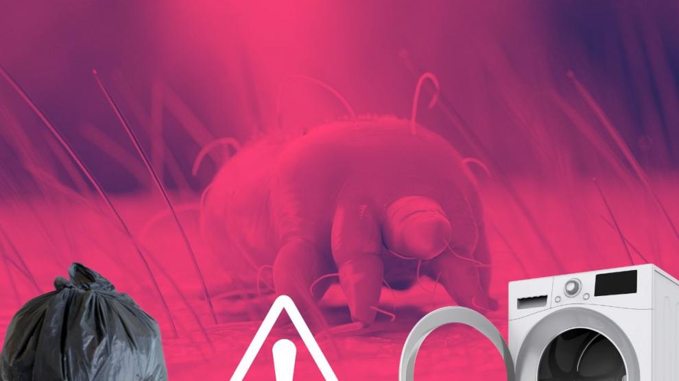 Aumenta la sarna en humanos: qué es, síntomas, tratamiento y cómo se contagia