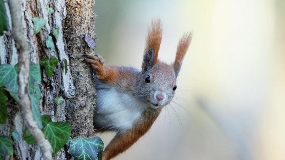 Una ciudad china empleará una brigada de ardillas para detectar drogas