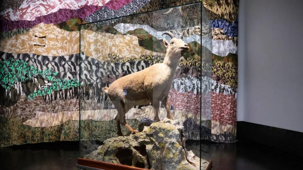 Laña, la última bucarda, traspasa fronteras