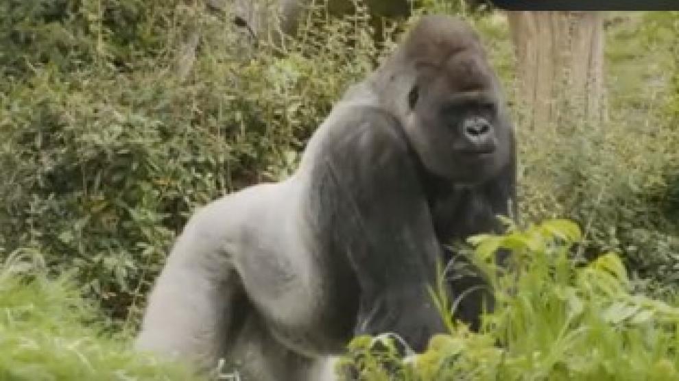 Muere en Róterdam el gorila Bokito, famoso por sus huidas del zoo
