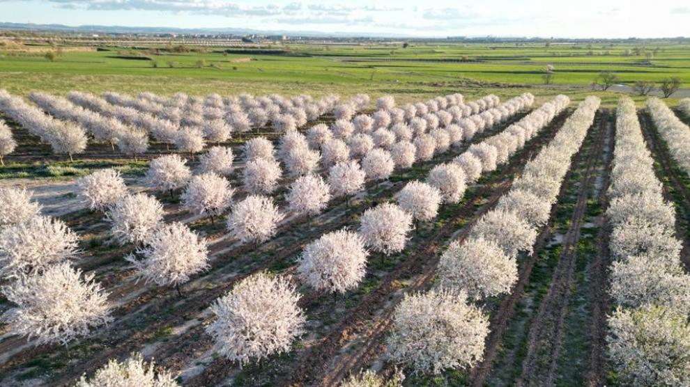 El CITA analiza la calidad química de la almendra