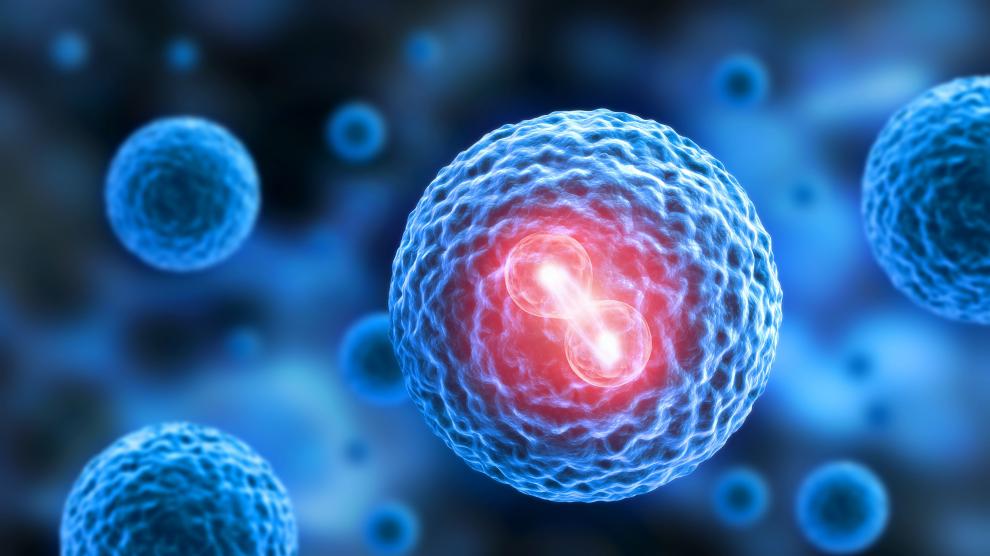 Los retos que nos plantean los embriones humanos sintéticos