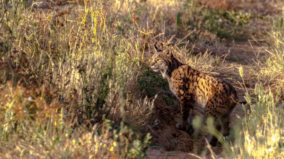 Hay que triplicar el número de hembras para sacar al lince del riesgo ...