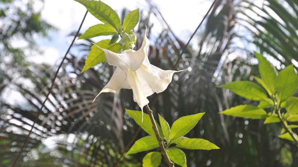 Qué es la burundanga, la sustancia que contienen las galletas retiradas ...