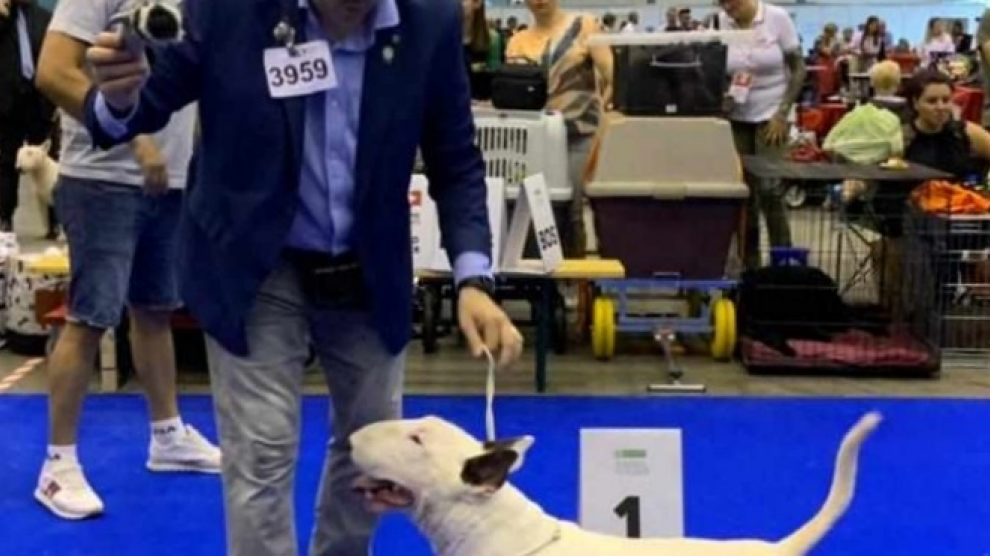 Un Bull Terrier turolense conquista el World Dog Show de Suiza