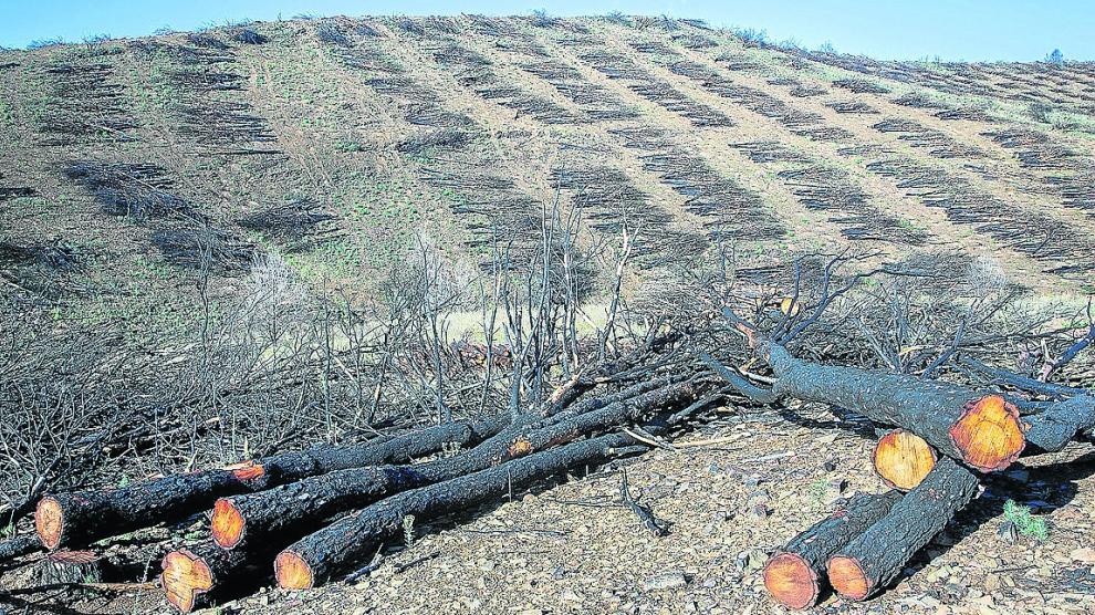 Retiran en más de 850 hectáreas la madera quemada del incendio de Ateca