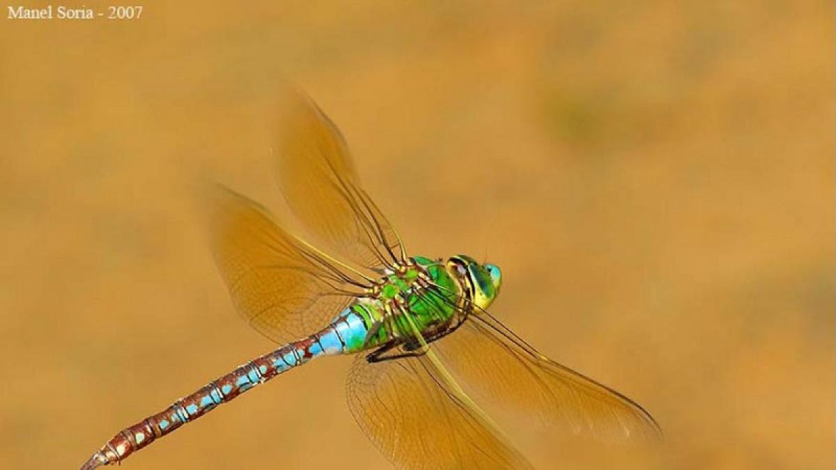 La noche de la libélula emperador