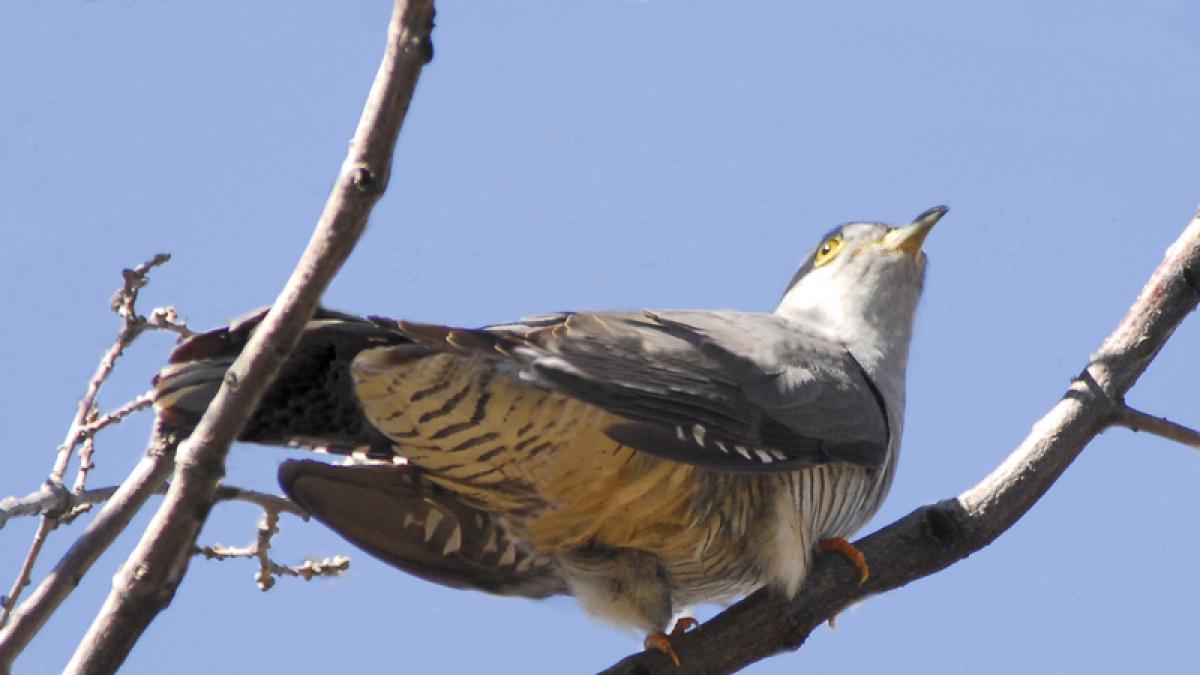 El cuco: un ave difícil de ver