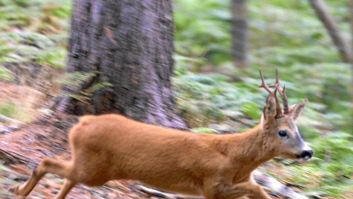 Un venado muy versátil