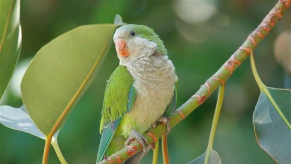 Aragón cuenta con 42 especies exóticas invasoras