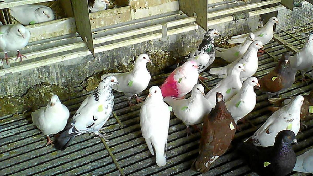 Los pichones, más agua y menos grasa que los animales adultos