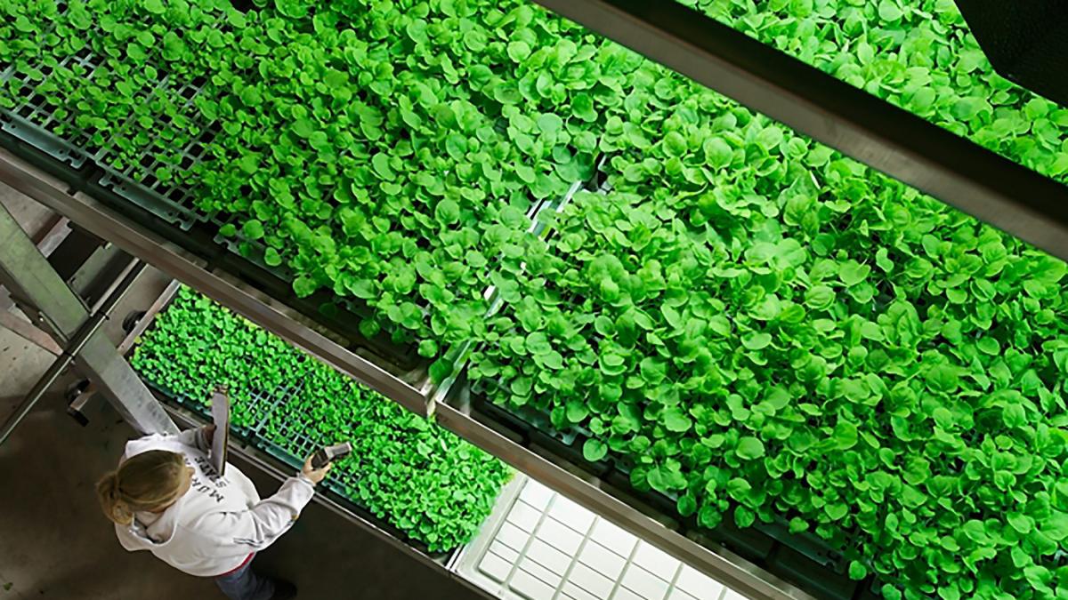 El fármaco ZMapp, una esperanza ante la expansión del ébola | Noticias ...