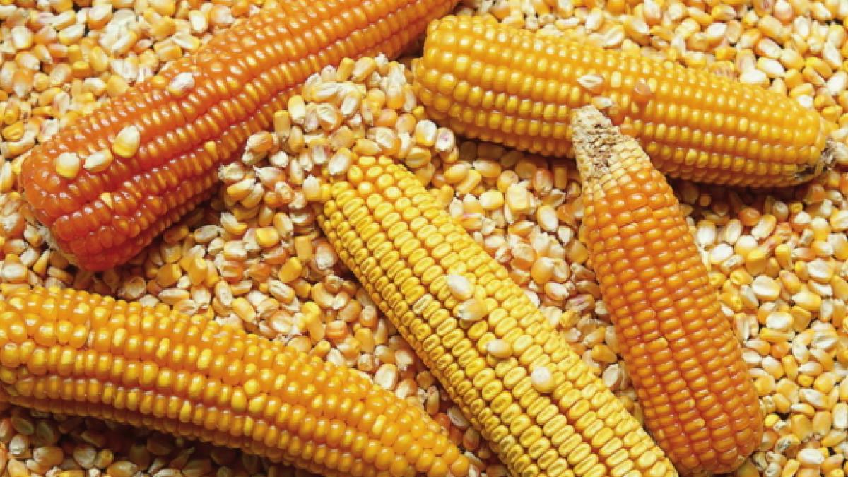 Cincuenta aniversario de Syral con nueva línea de productos | Empresas ...