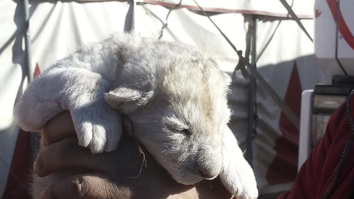 ?Nace un león blanco en un circo instalado en Madrid