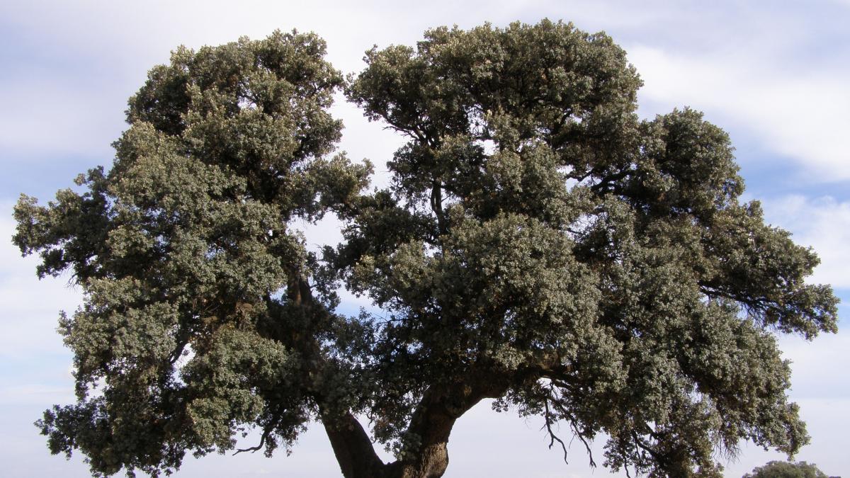 Los 16 árboles de Aragón que aspiran al título de singulares | Noticias ...