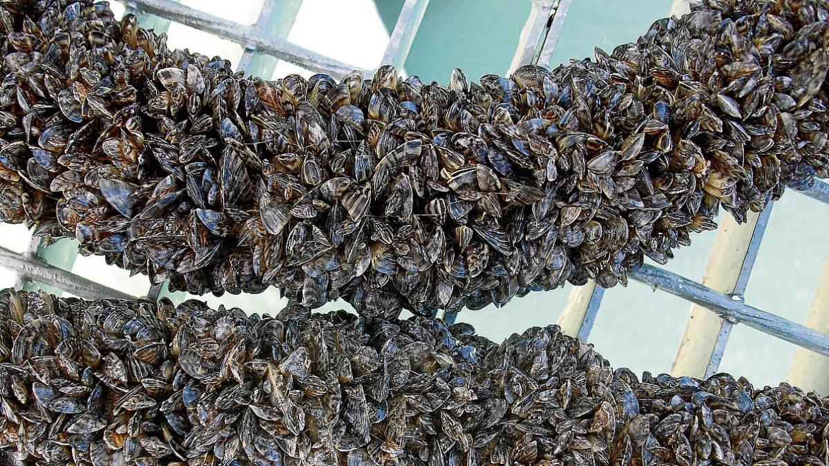 La CHE concluye las actuaciones para detección precoz del mejillón cebra