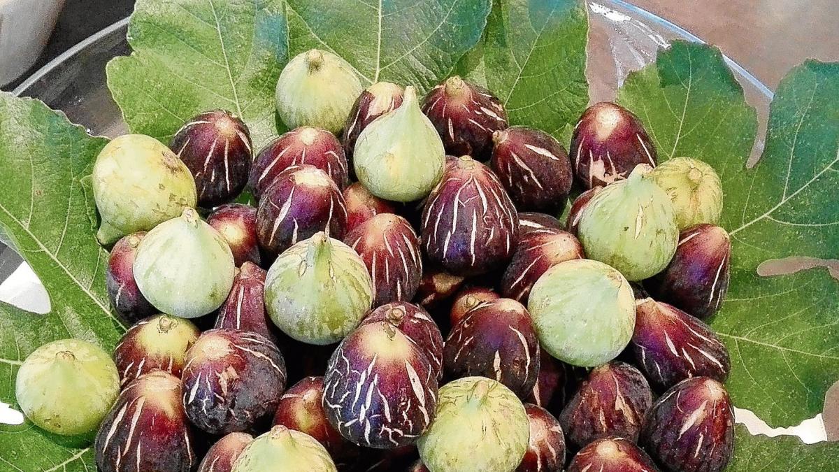 El higo, un fruto mitológico que ofrece una dulce sombra | Noticias de ...