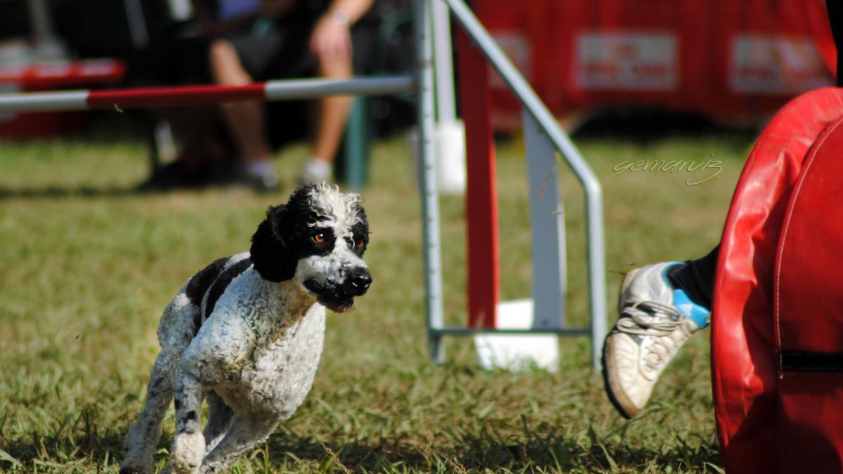 Zaragoza acoge desde hoy el Campeonato del Mundo de Agility para perros ...