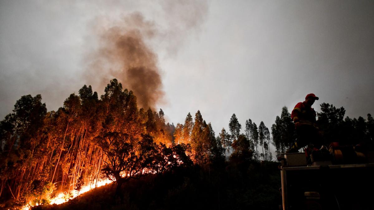Un incendio forestal provoca decenas de muertos en el centro de ...