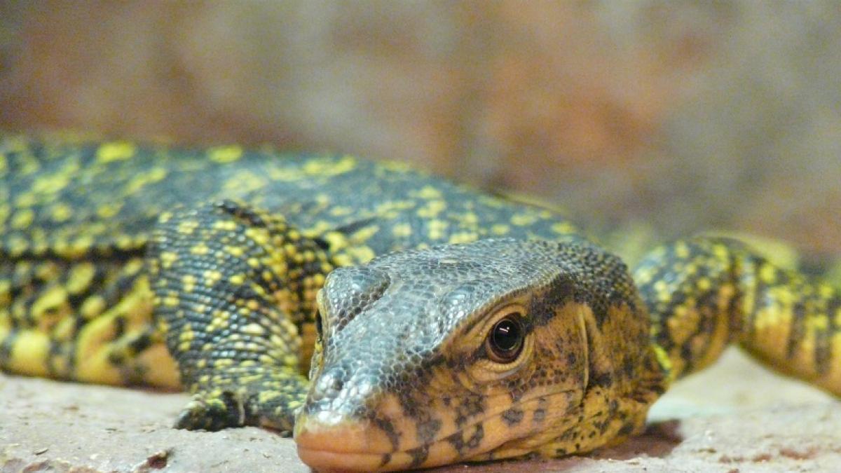 Un nuevo hogar para el varano del Acuario de Zaragoza | Noticias de ...