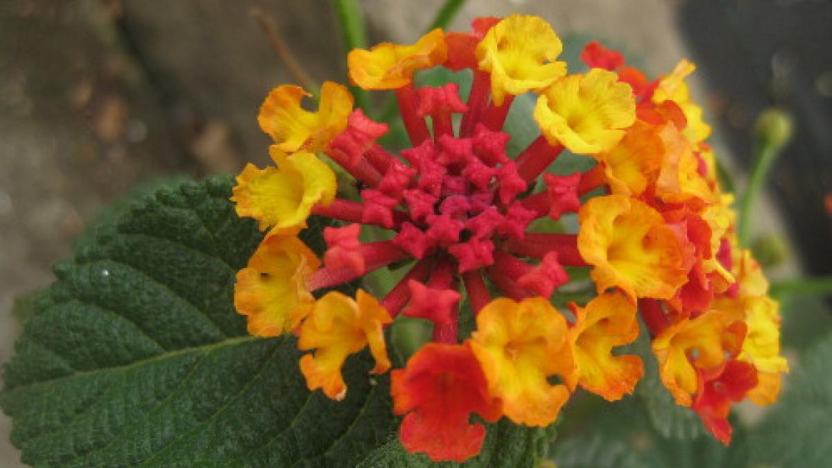 Las flores del Mundial