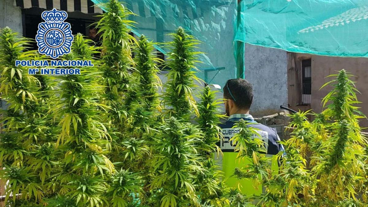Desmanteladas en Huesca dos plantaciones de marihuana dentro de dos viviendas | Noticias de ...