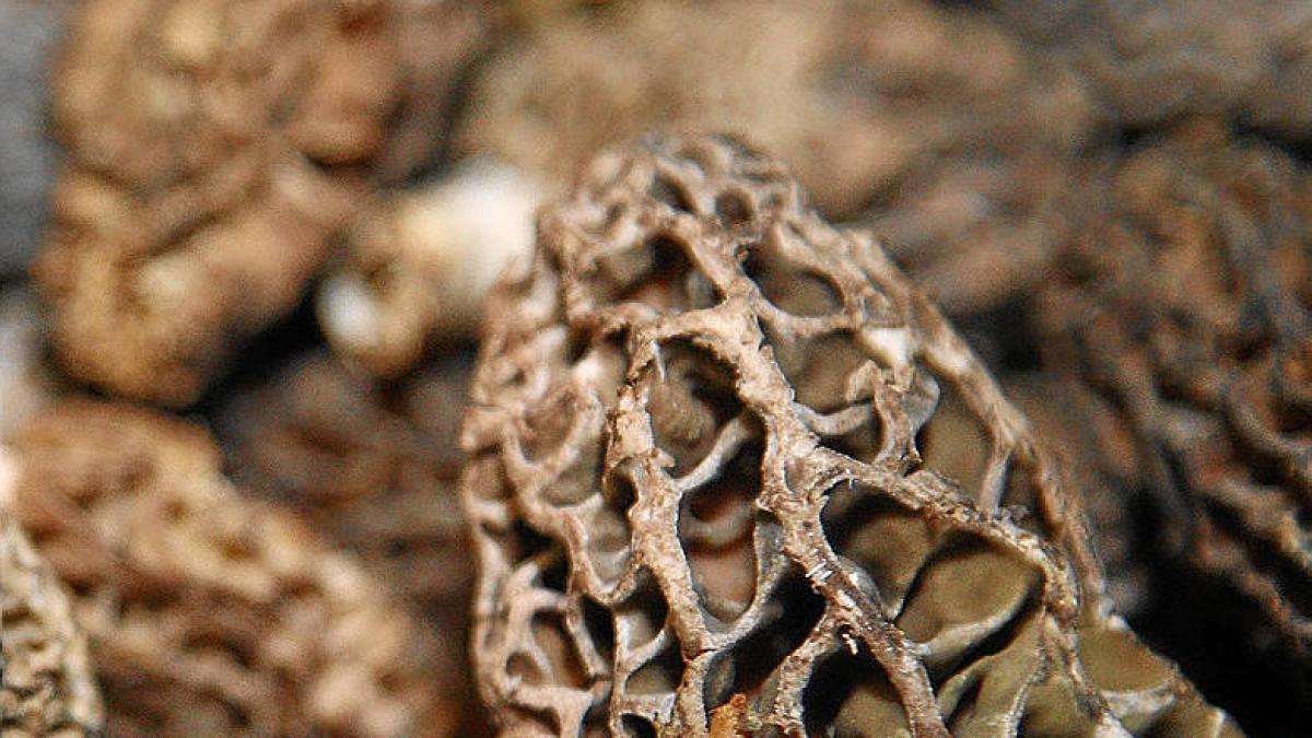 Cómo disfrutar de la colmenilla sin riesgo | Noticias de Gastronomía en ...