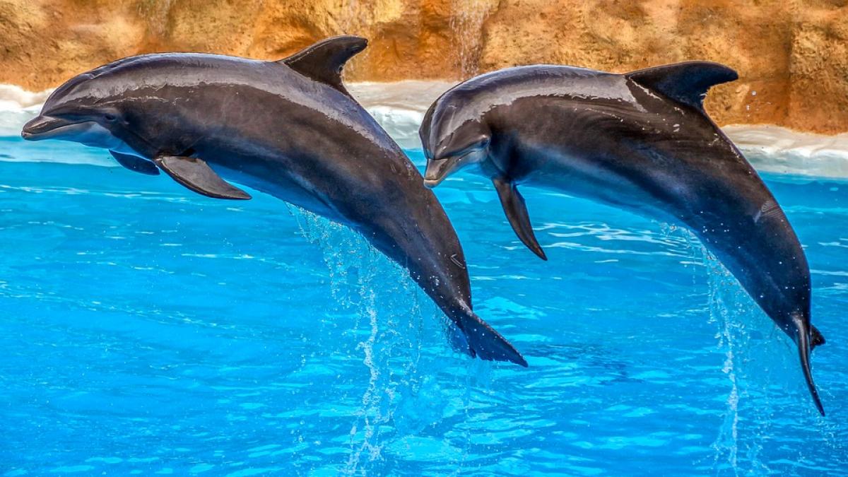 Al menos tres mil delfines mueren en el Mar Negro por la guerra en Ucrania