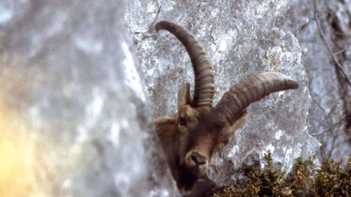 Llega 'Salvar al bucardo', el documental sobre la primera "desextinción"