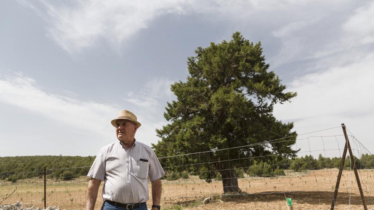 Saldón saca pecho con su pulmón verde: el sabinar