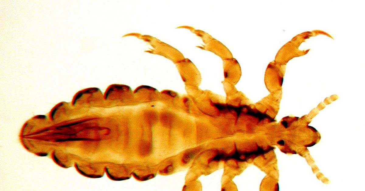 Los piojos llegaron a los humanos desde un ancestro relacionado con los ...