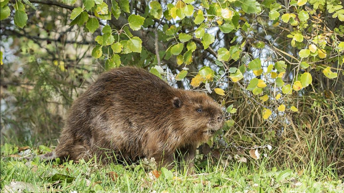 Los castores siguen con su expansión en Zaragoza y se asientan en pleno ...