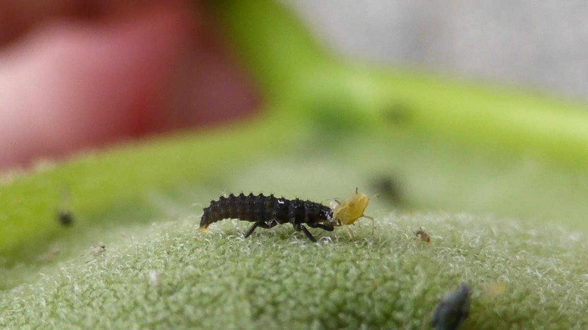 Insectos y afines pesan tanto como humanos y animales de granja juntos
